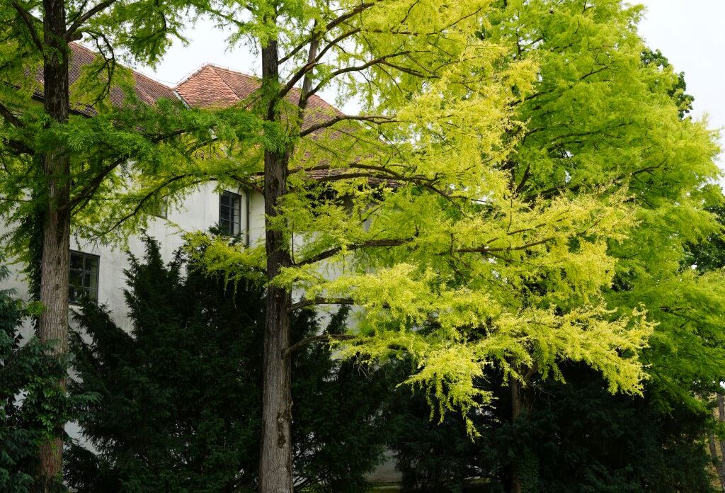 Taksodije sa Starog grada i crvenolisna bukva iz Novog Marofa ...