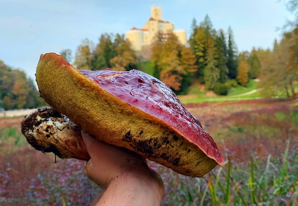 KAPITALAC IZ TRAKOŠĆANA Borov vrganj teži čak tri kilograma ...