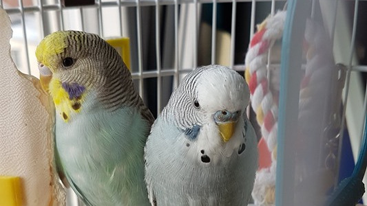 MOLBA ČITATELJICE Pobjegle dvije papige: Ako ste ih vidjeli, javite vlasnici - Varazdinski.hr